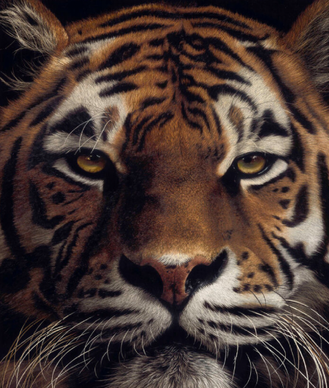 Wildlife Paintings - Annie Drew Wildlife Art