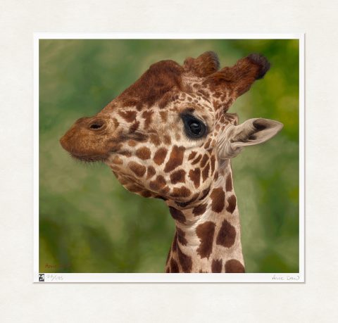 Wildlife Prints - Annie Drew Wildlife Art