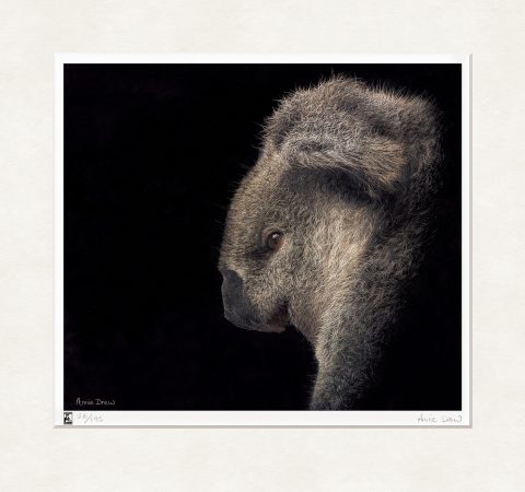 Wildlife Prints - Annie Drew Wildlife Art